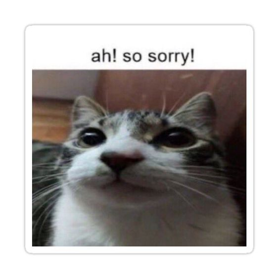 Sorry Cat Memes Sorry, I Don't Make The Rules, They Do! #catmemes