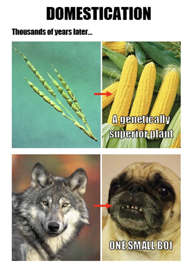 Extreme Wolf Memes Super Three Wolf Blood Moon : R/memes