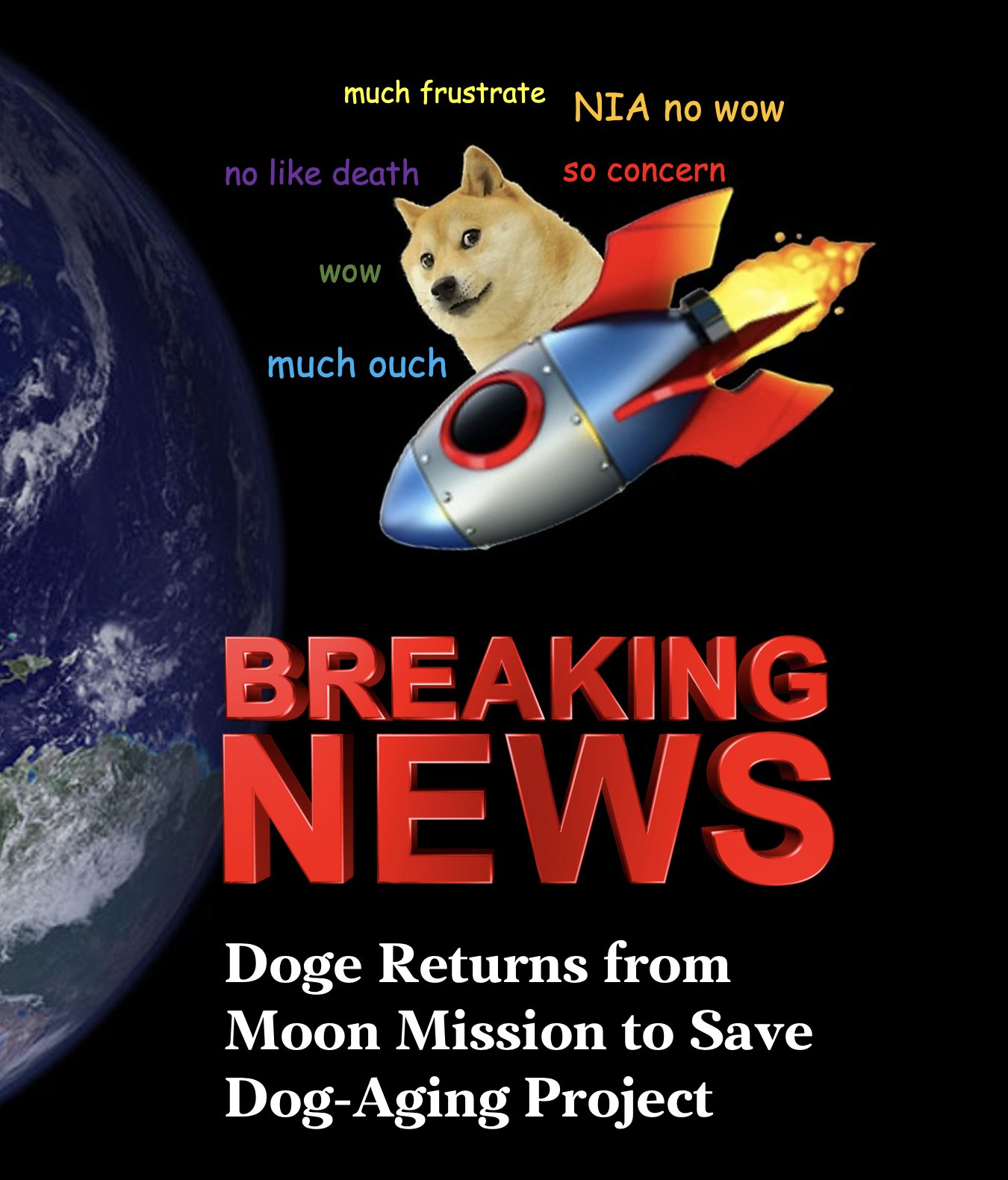 Wow Doge Quotes Doge Wow GIFs | Tenor