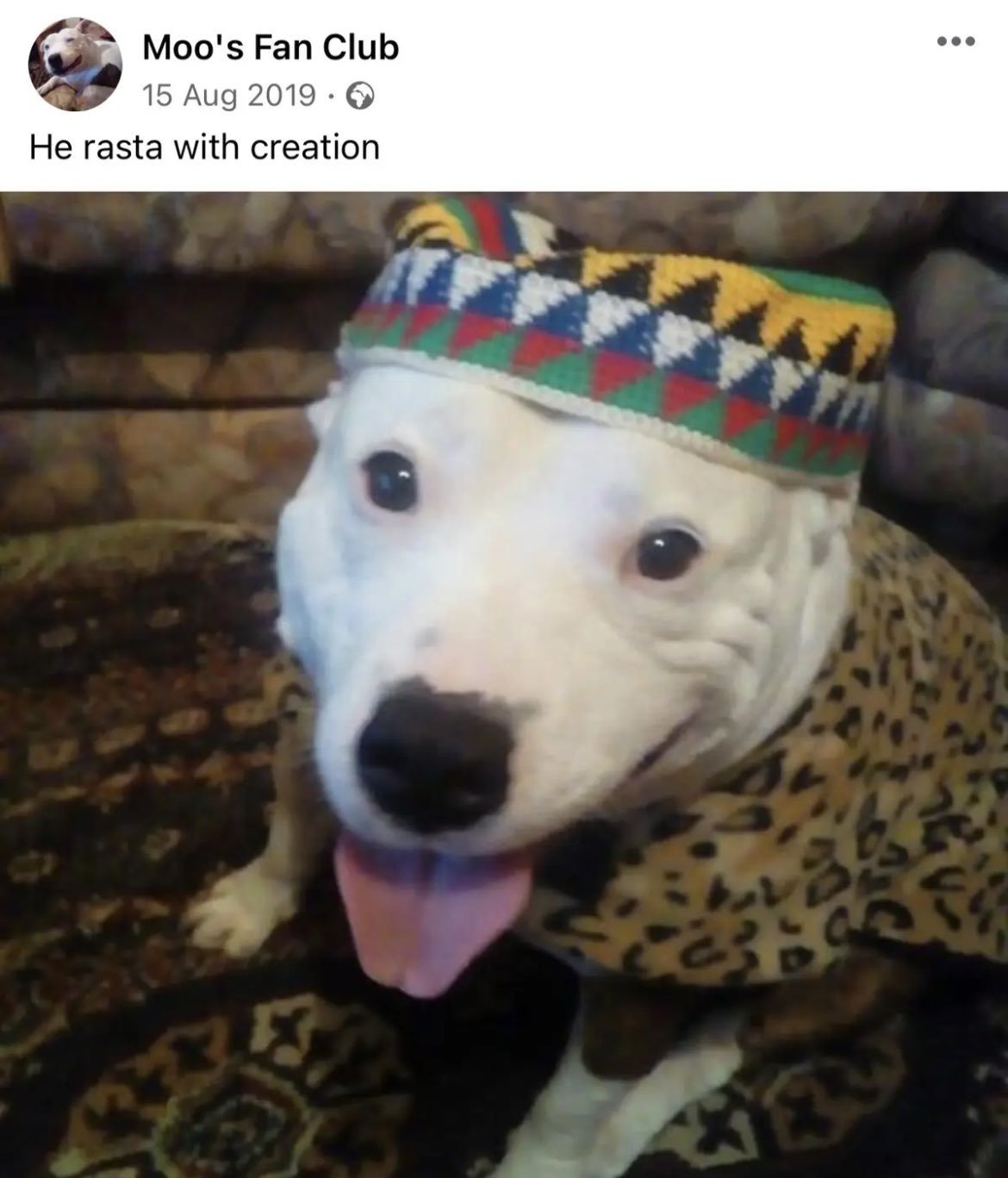 Rastafarian Dog Memes Bad Pun Dog Meme Imgflip