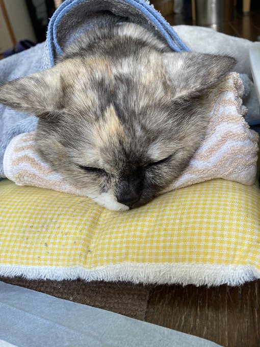 亜実(@_ami_k) - Twilog