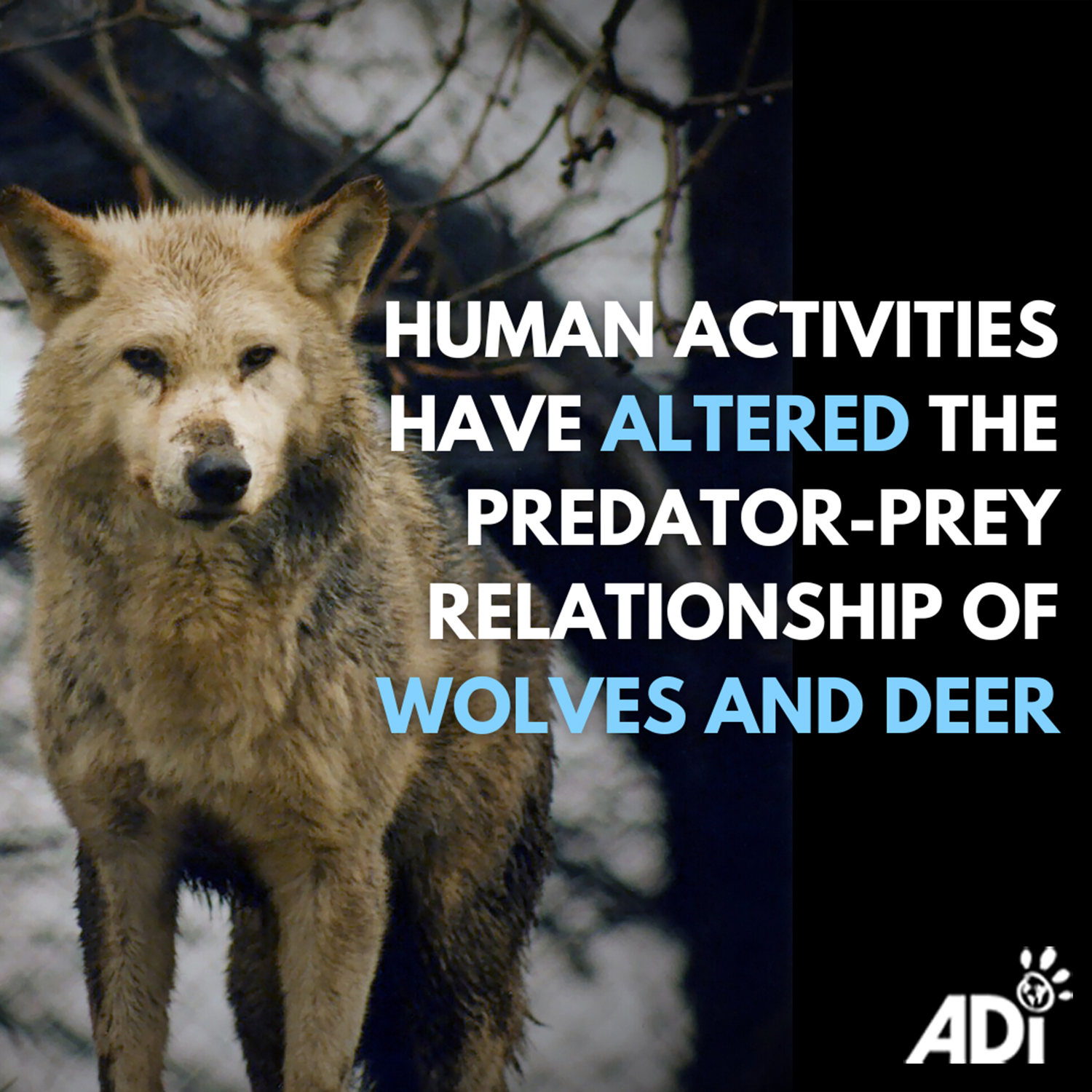 Predator And Prey Quotes Predator Prey Relationship: Definition