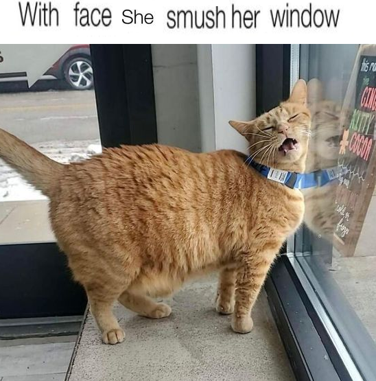 Smush Memes Adopt Smush: Neutered And Ready For A New Home!