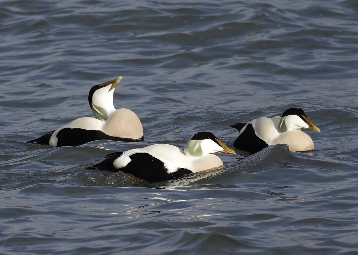 Wednesday 16 January 2013 - Cornwall Birds (CBWPS)