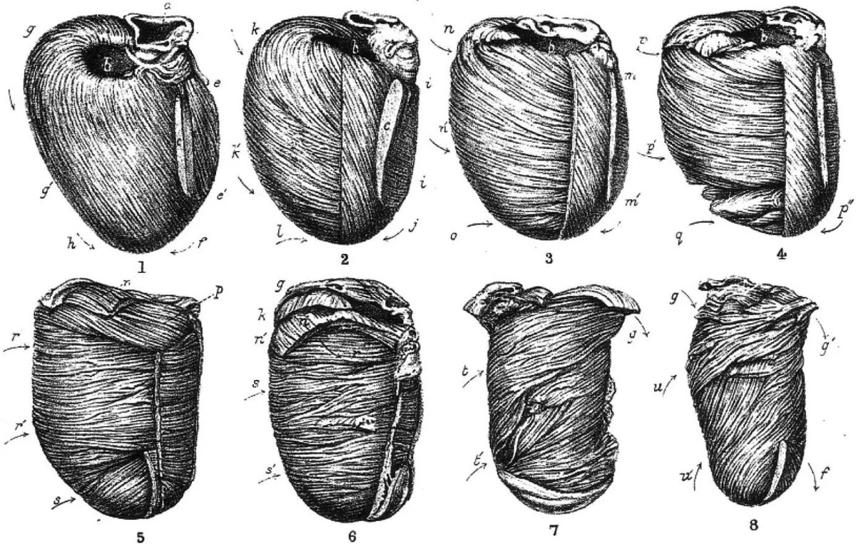 Your heart and spring water have more in common than you think Both use ...