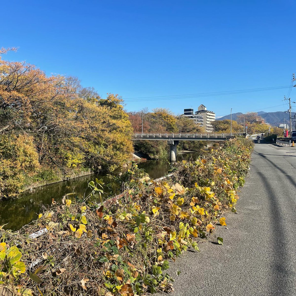 Kimura Goro(@ksphagnum) - Twilog