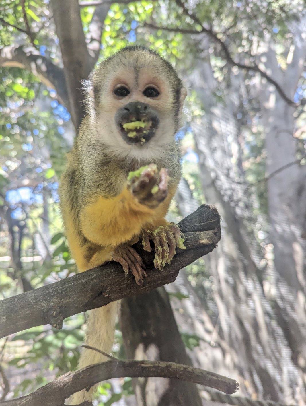 Cheese Spider Monkey