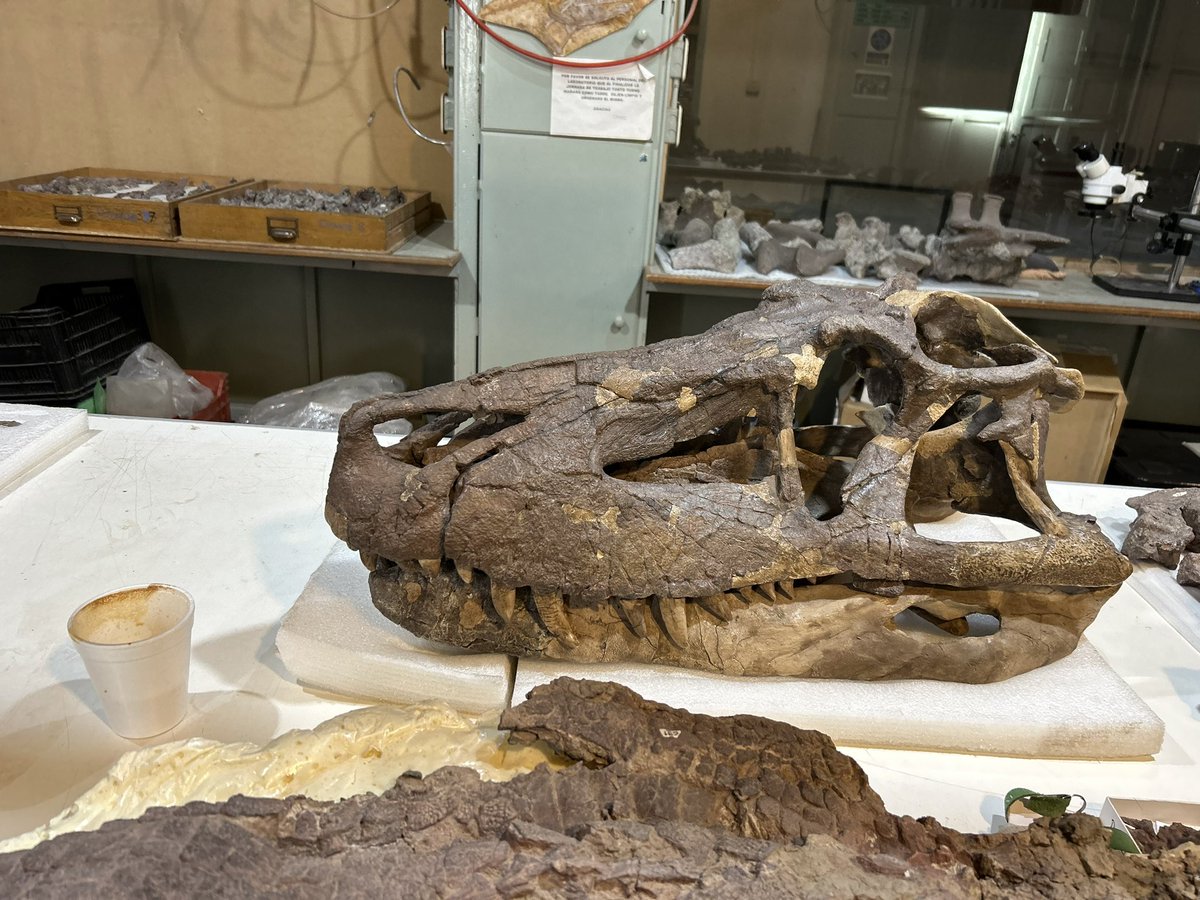 Saurosuchus Skeleton