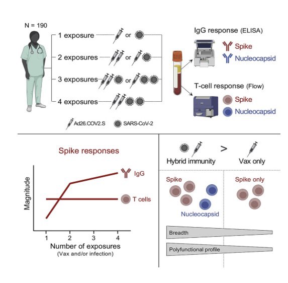 What’s so peculiar about JN.1 variant? It highlights the power of a ...
