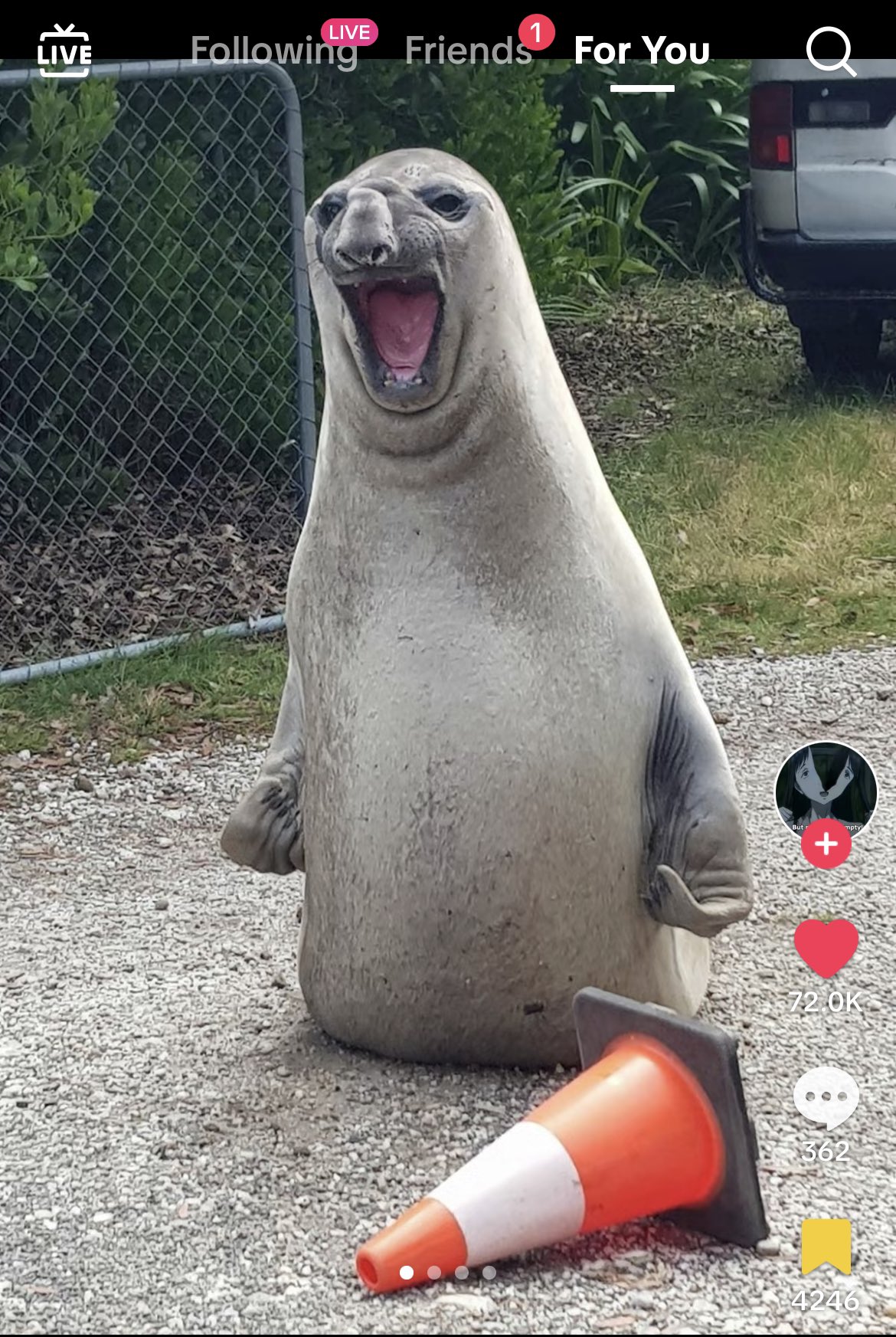 Laughing Seal Memes