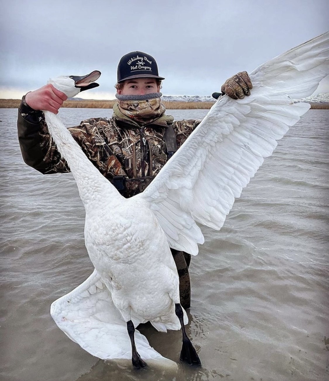 Tundra Swan Hunting