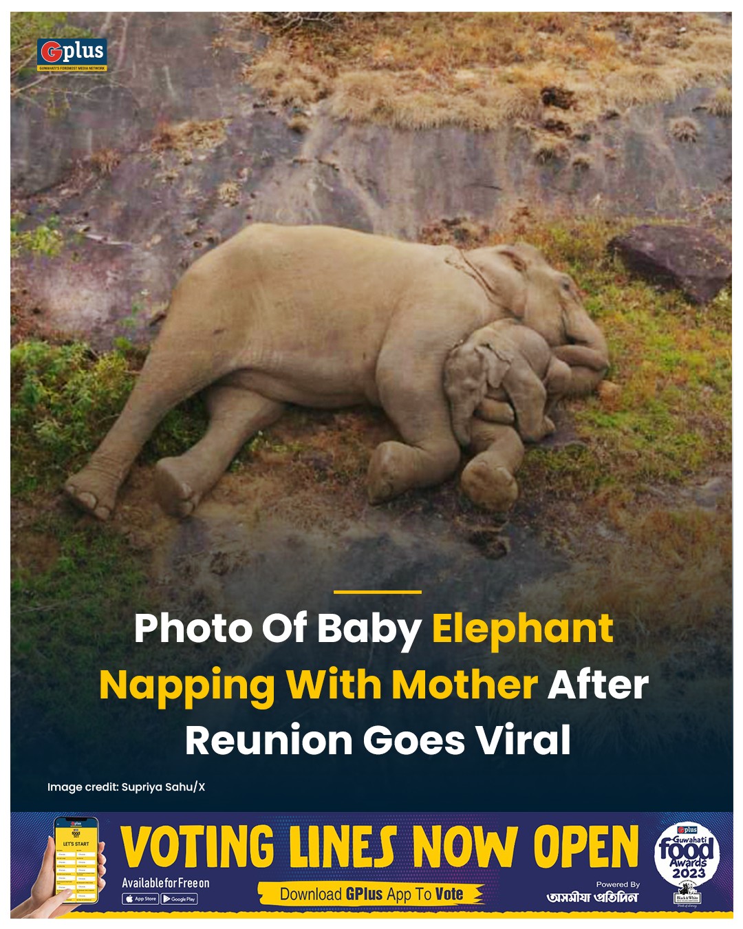 Baby Elephant And Mother Reunited Mother And Baby Elephant : R/Awww