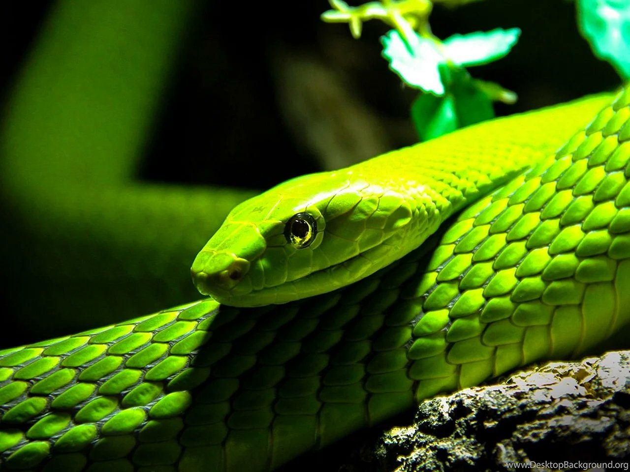 Green Mamba Wallpaper