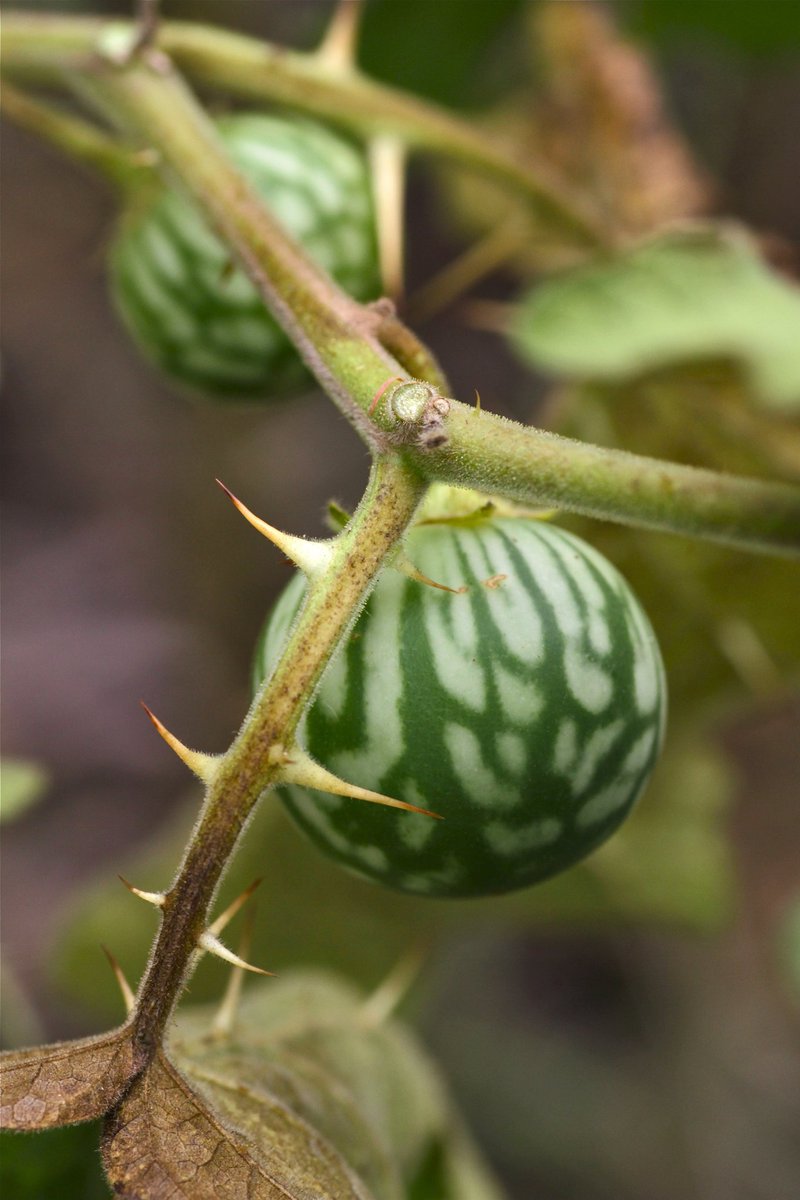 HOW TO PROTECT YOUR ENERGY THESE HOLIDAYS 🎉 Wear a Magnet necklace ...