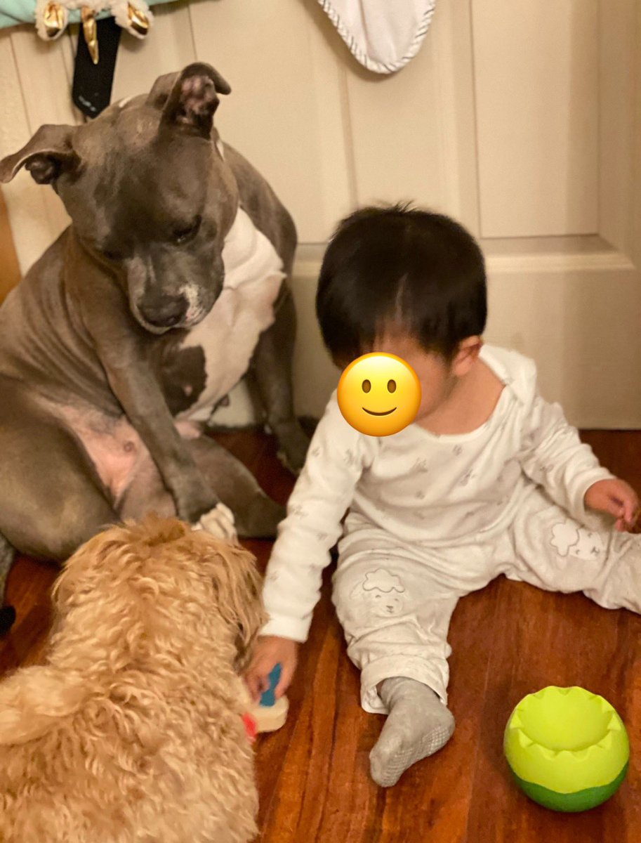 9 reasons why your kids should grow up with dogs: - Thread from Fredo ...