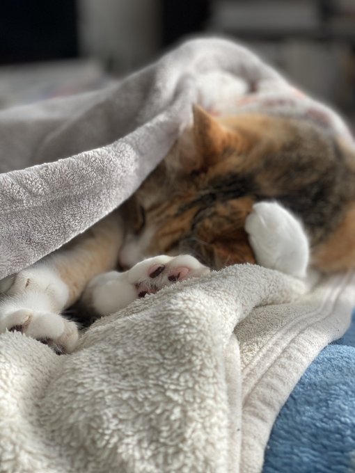 市田 真紀（ライター・きき酒師）(@macky_writer) - Twilog