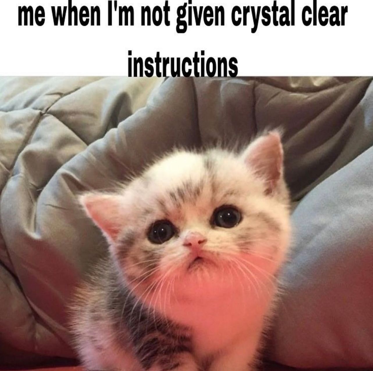 Meth Cat Memes