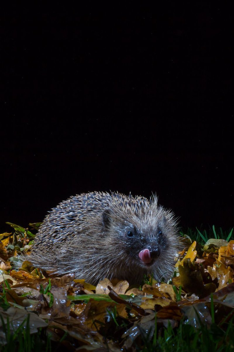 Twiggy sparks bonfire night hedgehog checks! - The British Hedgehog ...