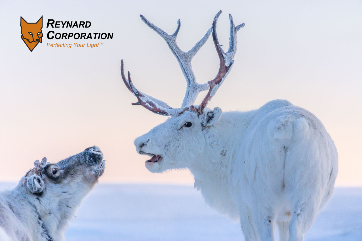 Arctic Reindeer Eyes