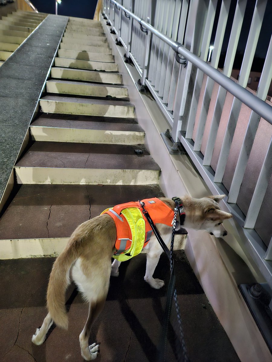 もりぞう🐶🐾(@morizou20231224) - Twilog