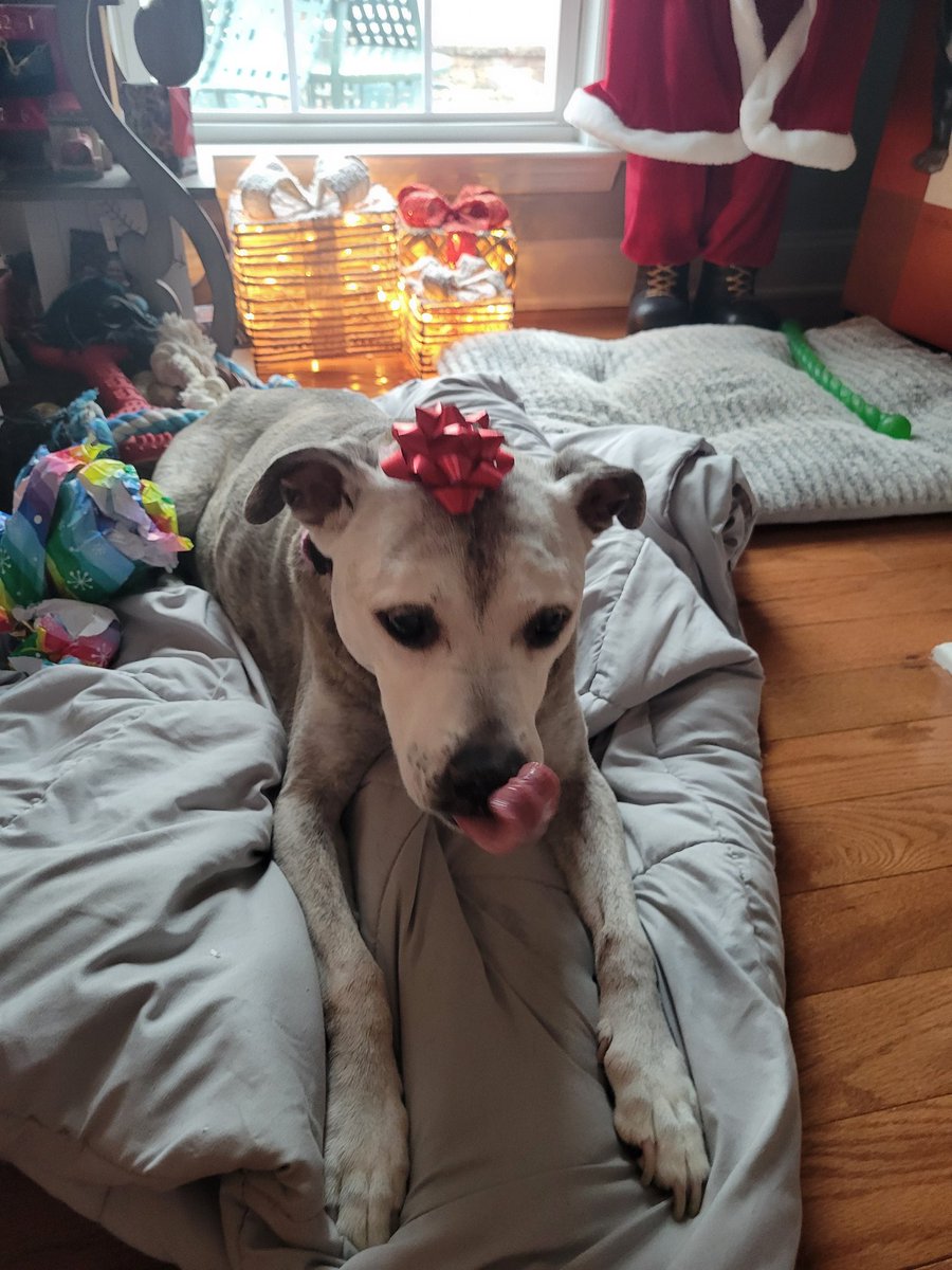 Freckles The Pitbull (@FrecklesPitbull) / Posts / X