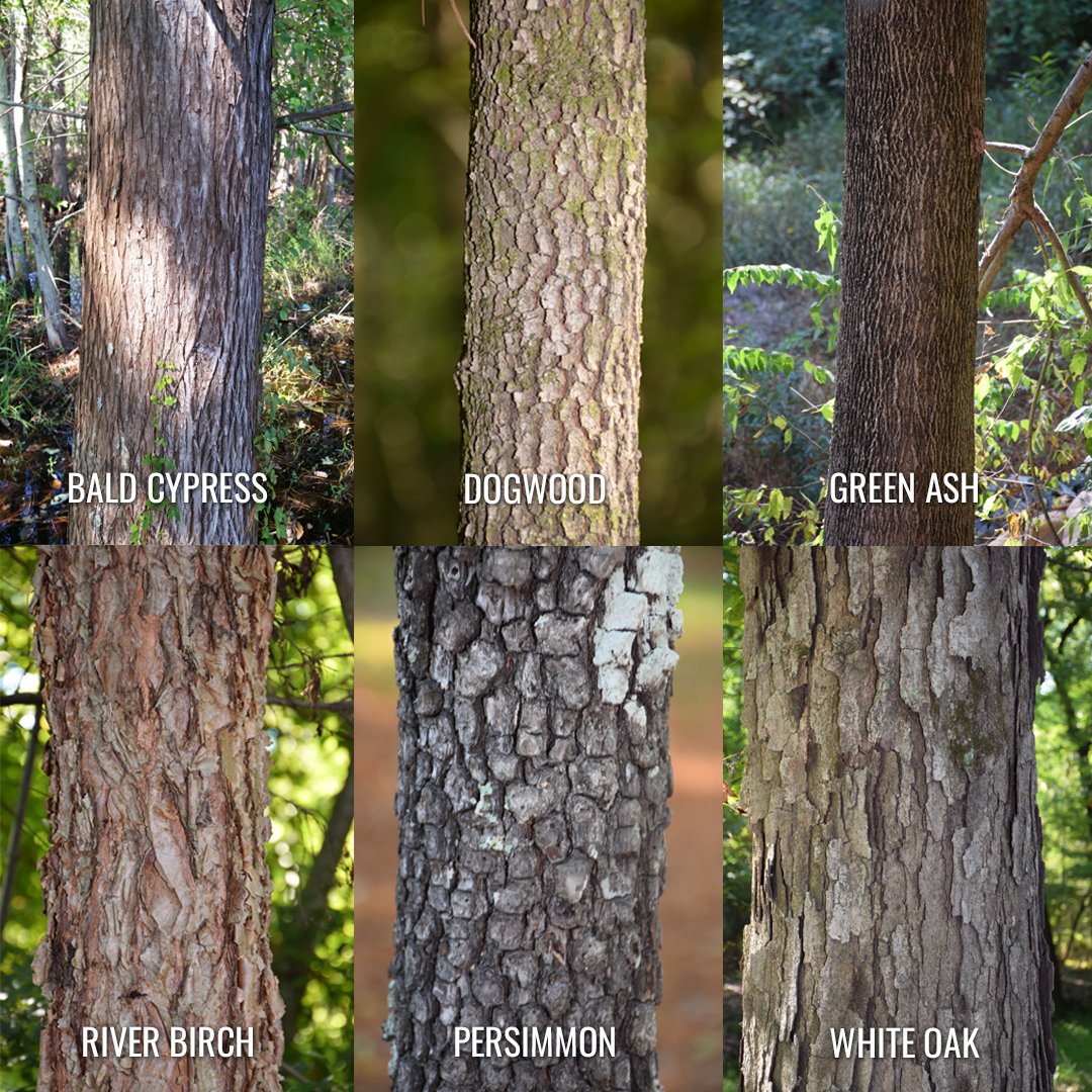 Pine Tree Bark Identification Winter Tree Identification Part II:
