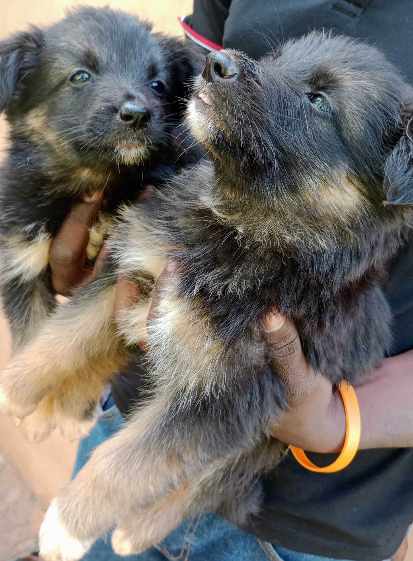 German Shepherd Corgi Mix Jack Russell