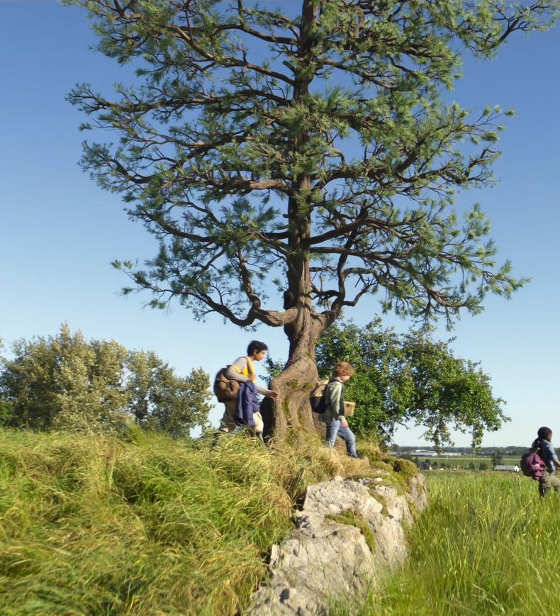 Arvore De Percy Jackson Thalias Percy Jackson E O Ladrão De Raios