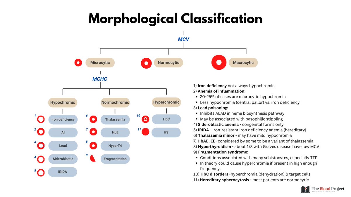 1/3 MICROCYTIC HYPERCHROMIC RBCs I tweeted a poll yesterday asking to ...