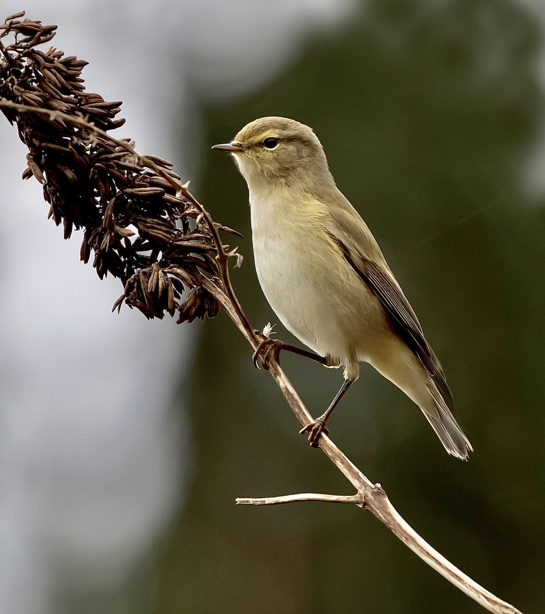 Monday 4th December 2023 - Cornwall Birds (CBWPS)