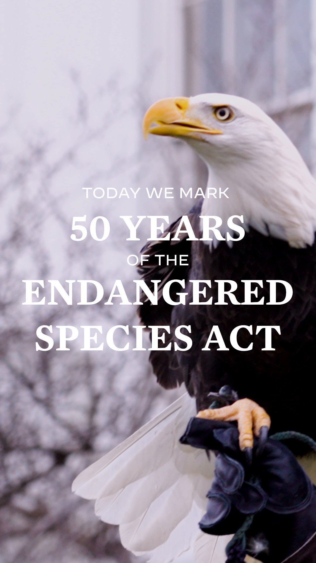 Endangered Species Quotes