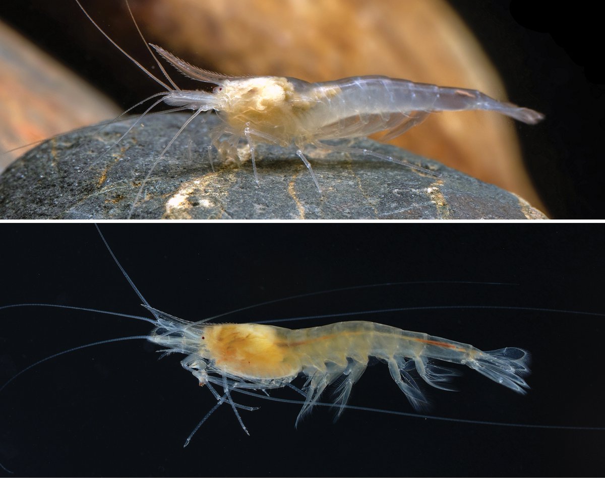 Blind Cave Shrimp Blind Cave Tetra (Astyanax Jordani) – Care, Diet,