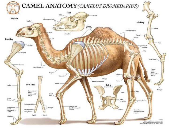 إنه الحيوان الذي أمر الله عباده أن ينظروا إلى خلقه هل حقا تأملت من قبل ...