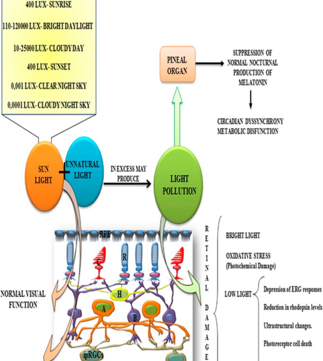 Light pollution is a societal menace Artificial light at night (ALAN ...