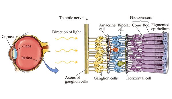 Light pollution is a societal menace Artificial light at night (ALAN ...