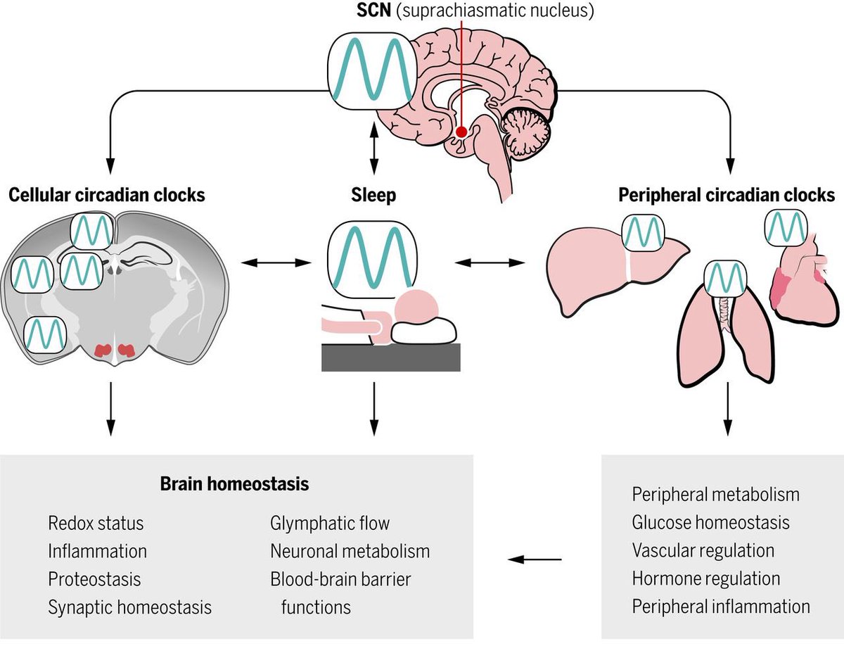 Thread by @zaidkdahhaj on Thread Reader App – Thread Reader App