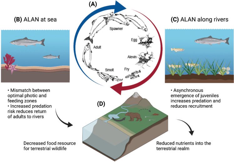 Light pollution is a societal menace Artificial light at night (ALAN ...