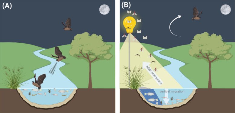 Light pollution is a societal menace Artificial light at night (ALAN ...