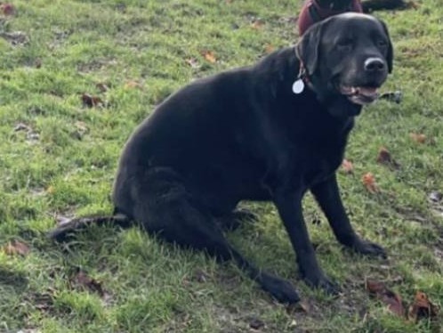 Why Does My Dog Sit Hunched Over