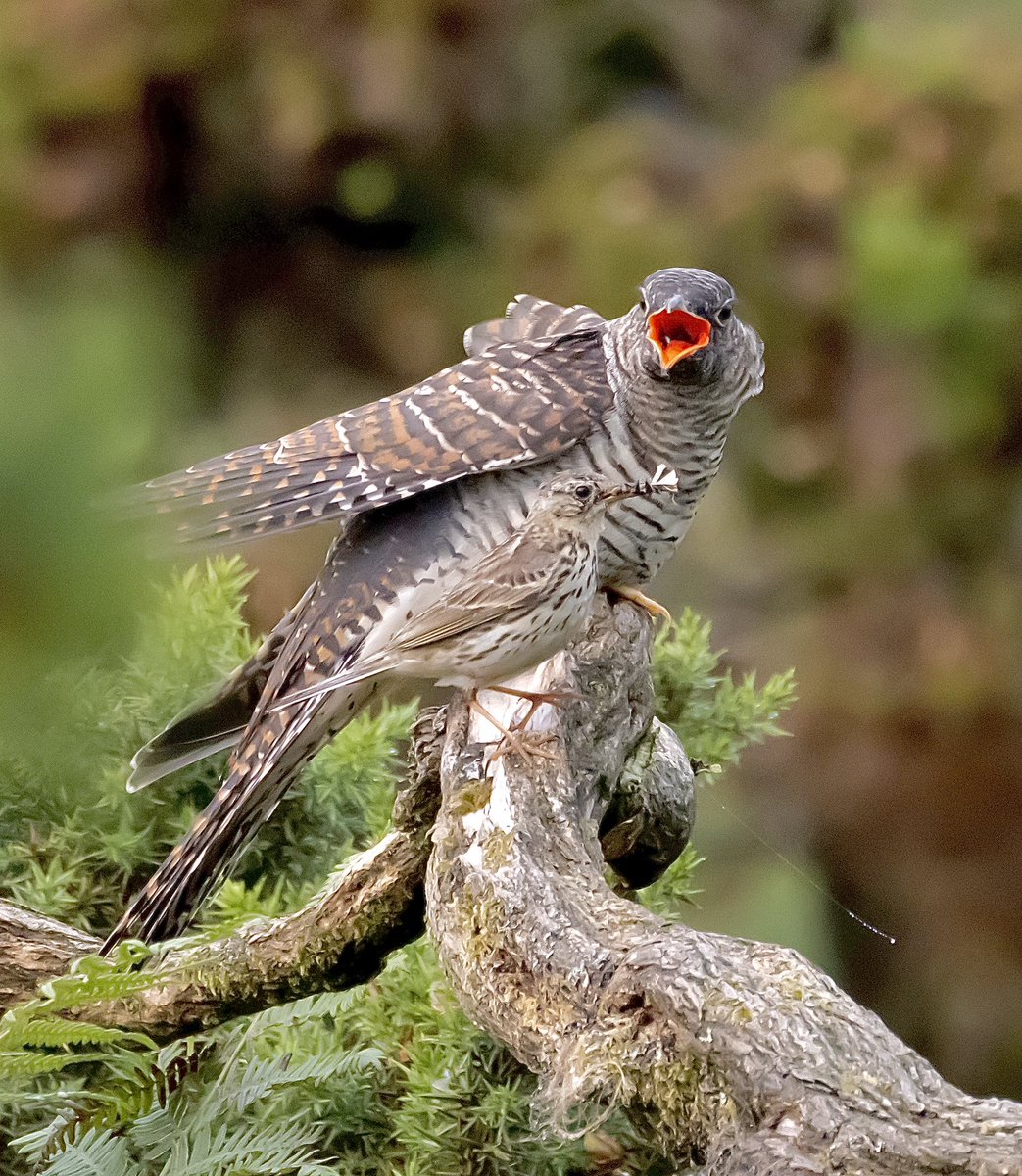 RSPB Heron Watch - Cornwall Birds (CBWPS)