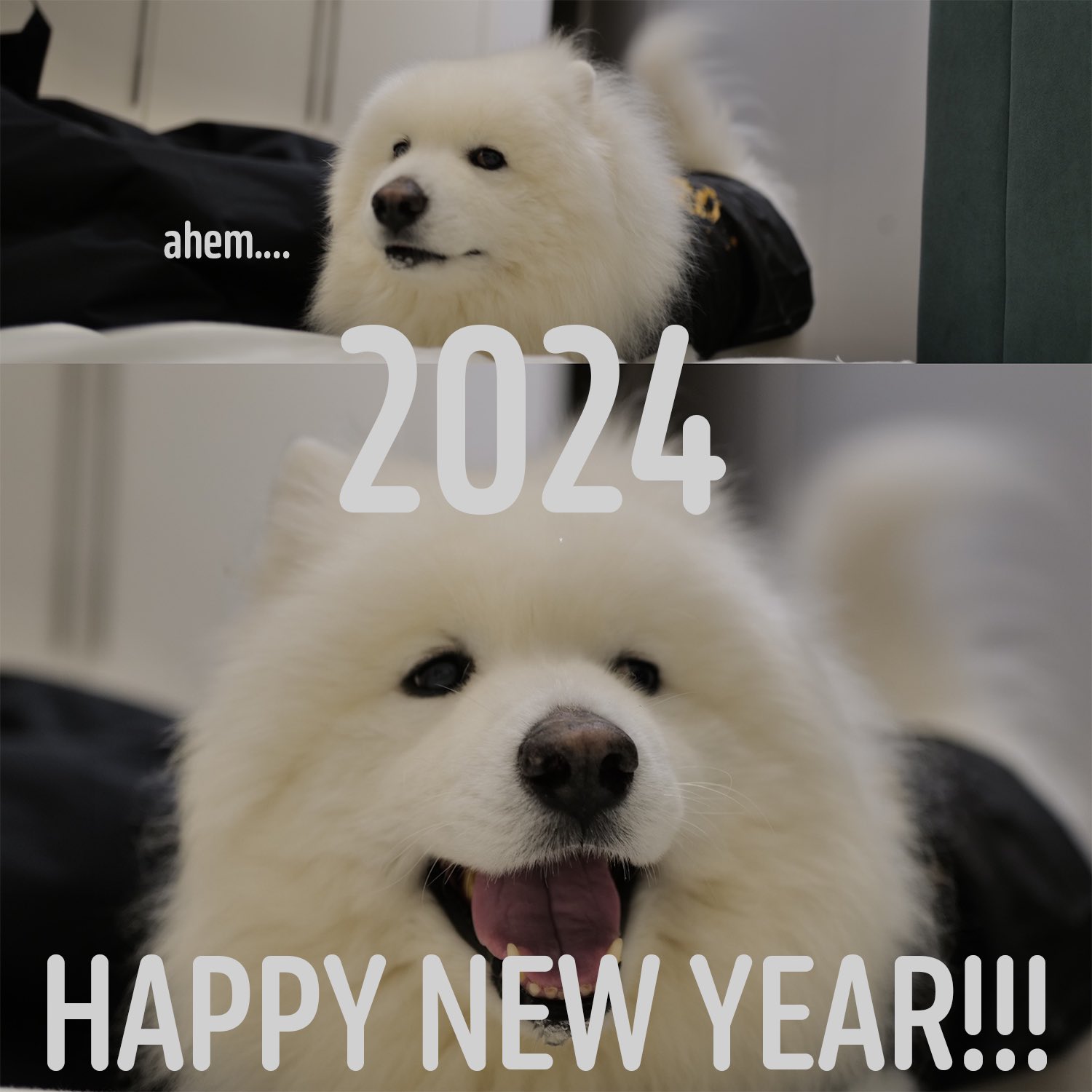 Japanese Spitz Memes Kendrick Shih On X: "Happy New Year! #2024