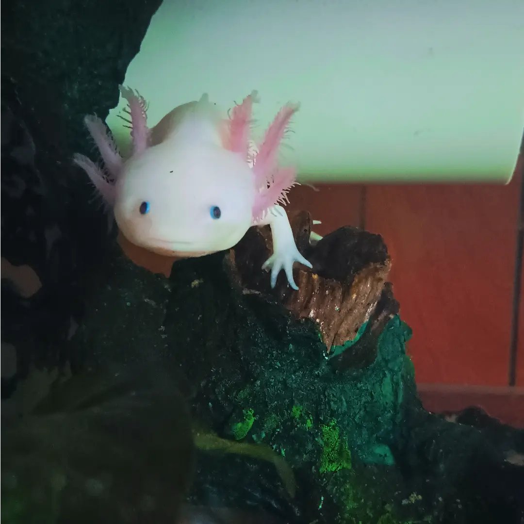 Axolotl Mudkip Just An Adorable Axolotl, And The Real Life Mudkip.