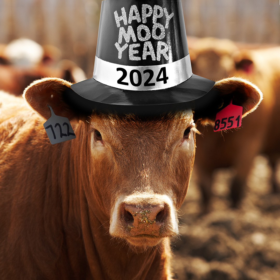 Happy Beef Cows Beef Trade: Positive Price Trends Continue For The