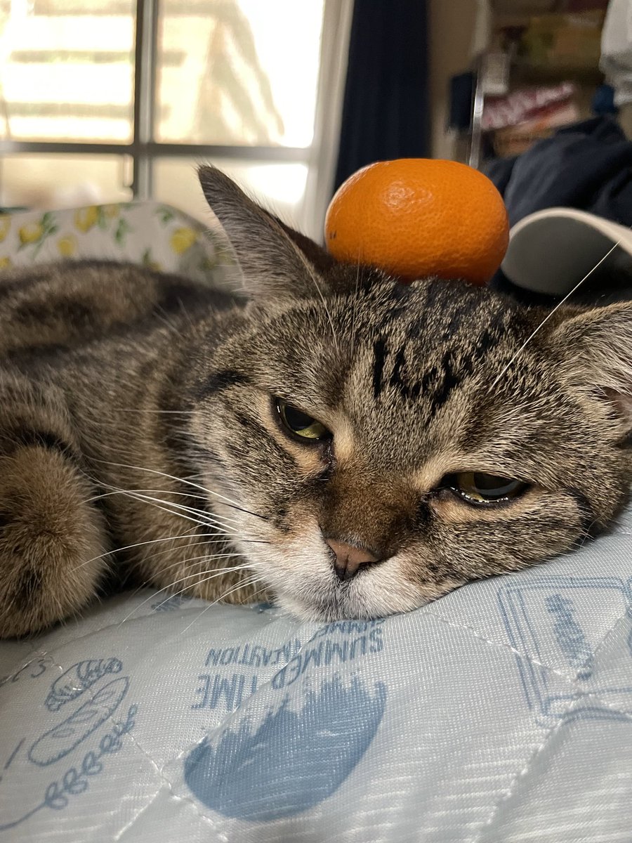 りん@4/23.27(@R1n__n1) さんの裏垢画像・動画 – 裏垢女子ランキングナビ