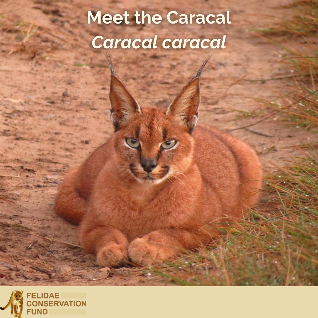 Caracal Cat Hunting Caracal Safari West