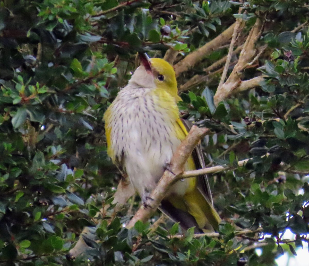 Advanced Bird ID Guide - Cornwall Birds (CBWPS)