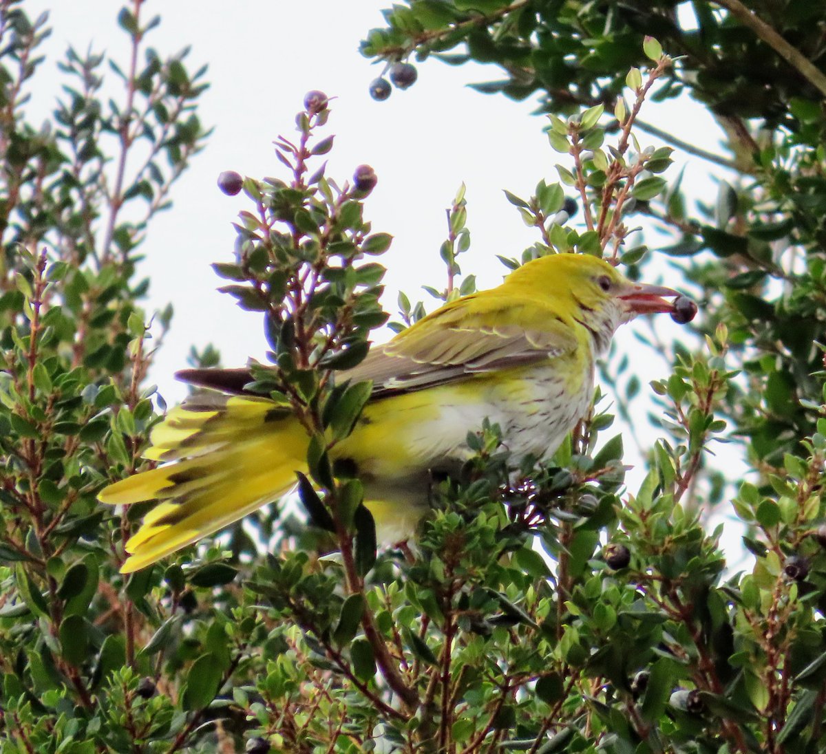 Advanced Bird ID Guide - Cornwall Birds (CBWPS)