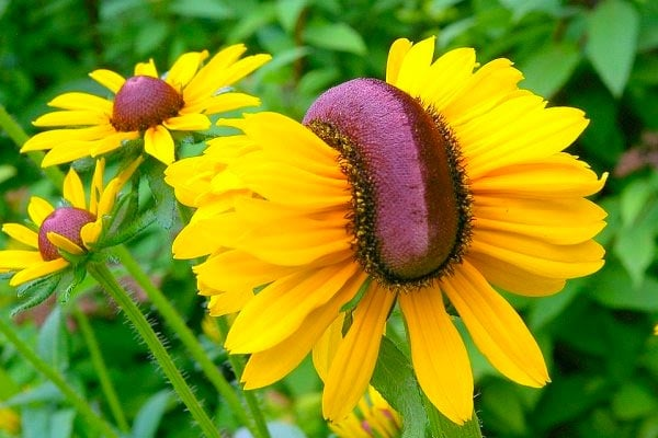 Kairo's Threads – Thread Reader App