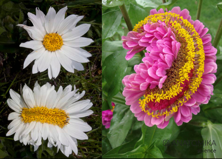 Kairo's Threads – Thread Reader App