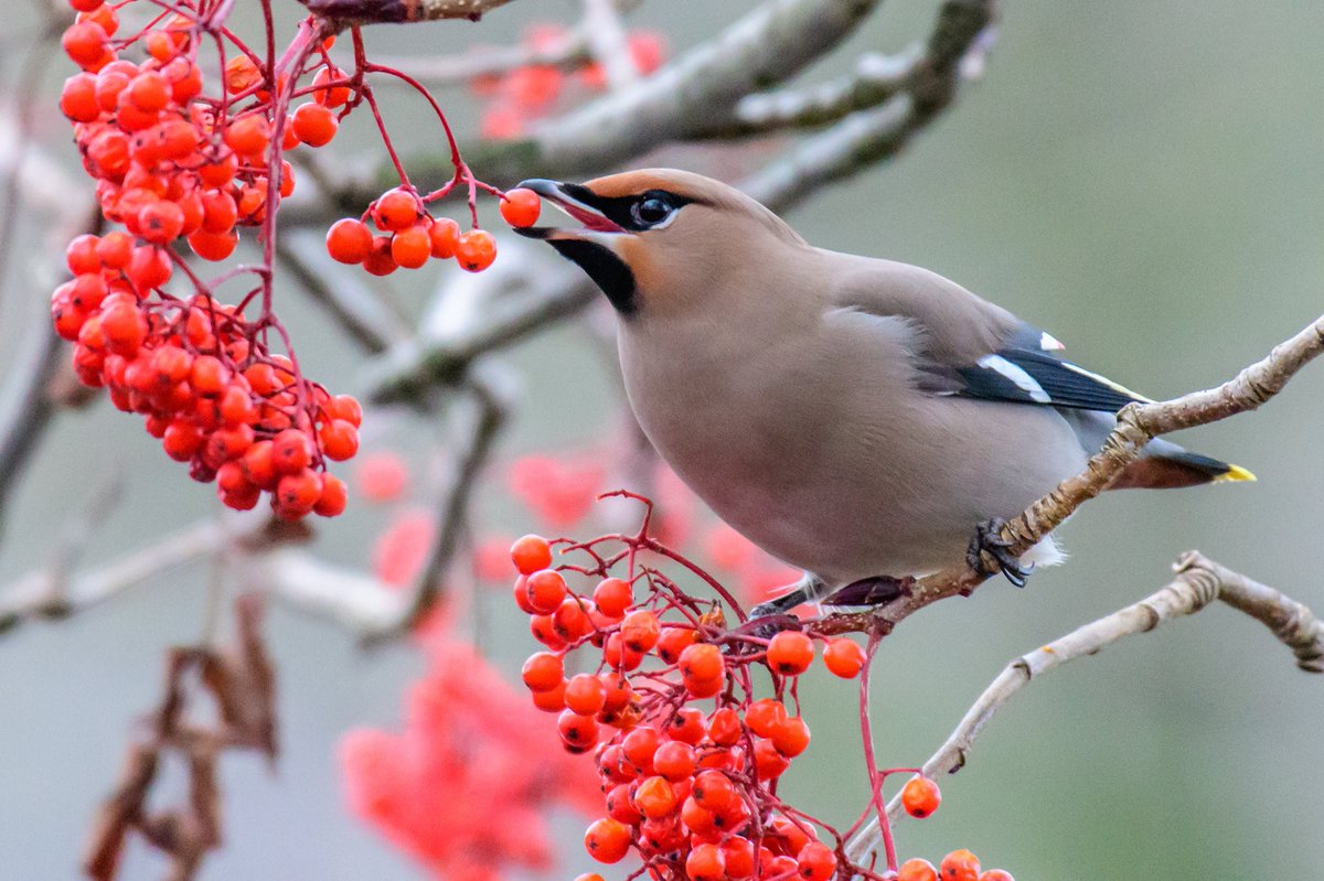 Kairo's Threads – Thread Reader App